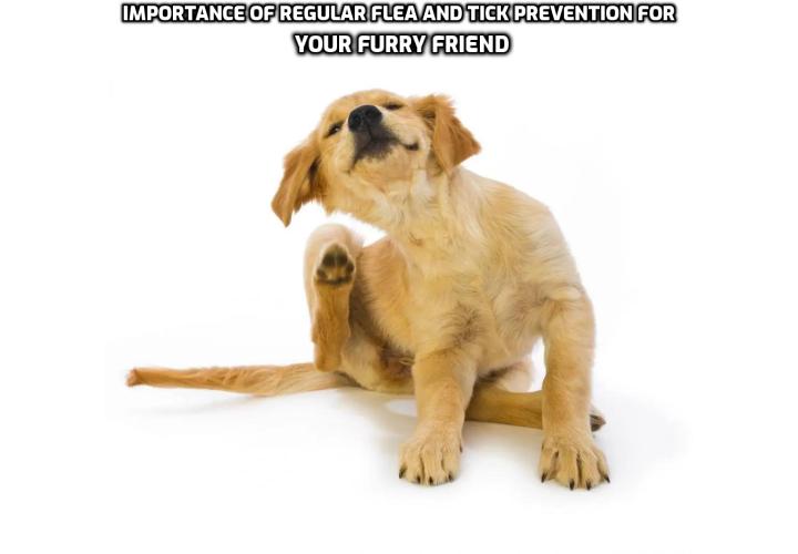 The Importance of Regular Flea and Tick Prevention for Your Furry ...