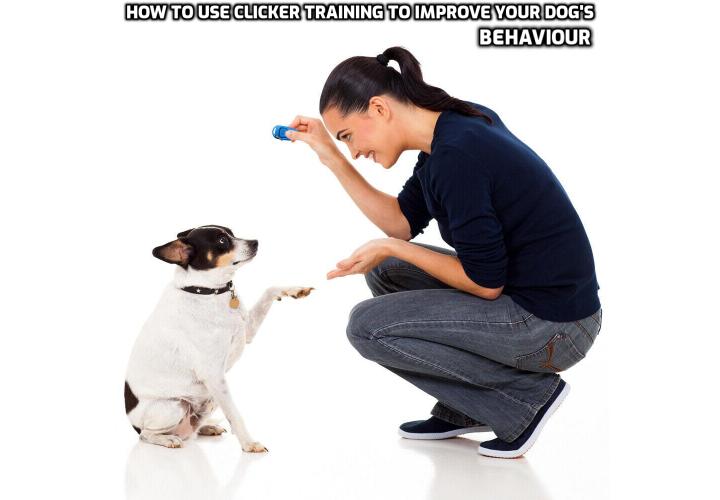 Mastering Clicker Training: Tips, Techniques, and FAQs – Anti-Aging ...