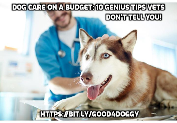 10 Genius Budget Dog Care Tips Your Vet Won’t Tell You – Anti-Aging ...